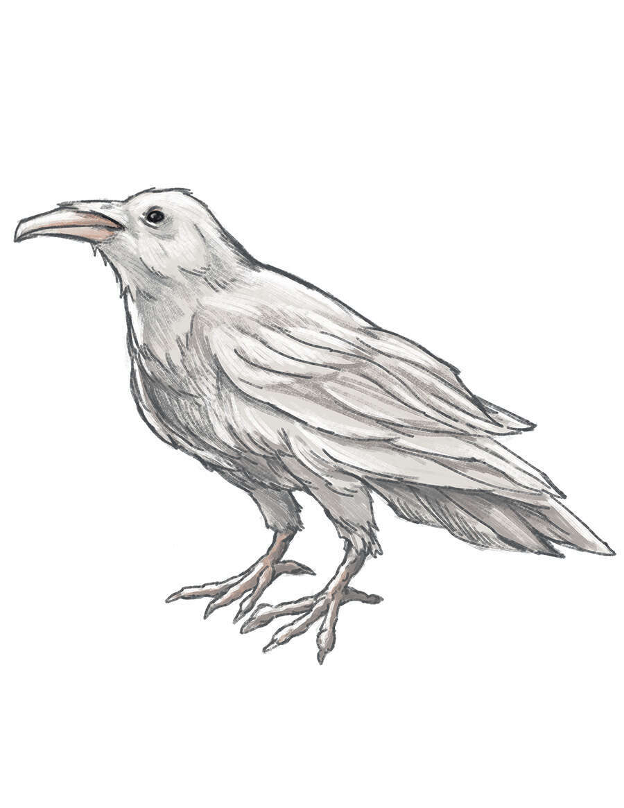 Stock Art: White Raven - Jeff Stevens Games | DriveThruRPG
