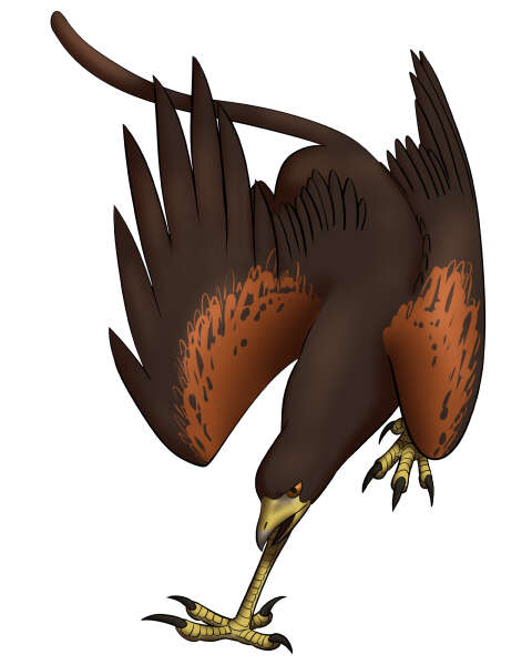 Griffon Pack - Harris's Hawk/Jaguarundi - Hyperion Skies Studios ...