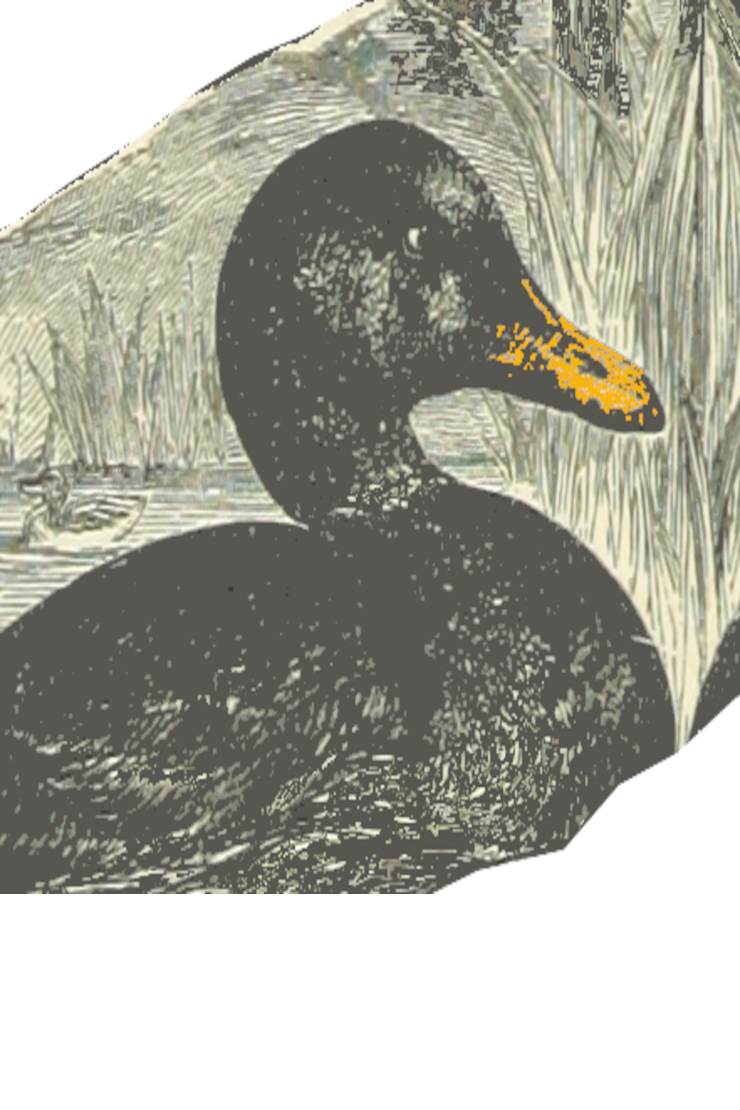 The Duck of Doom - D'Arcangel Productions | D'Arcangel Productions ...