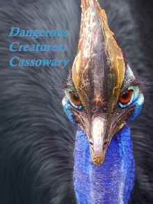 Dangerous Creatures: Cassowary - Bards and Sages | d20/OGL | Free ...
