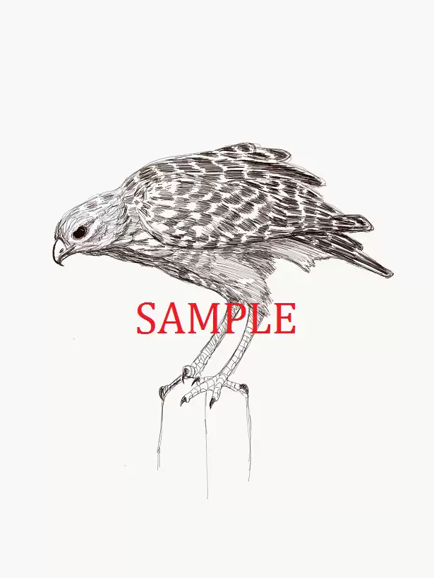 Hawk: Stock Art - Lupus Rex Games | DriveThruRPG